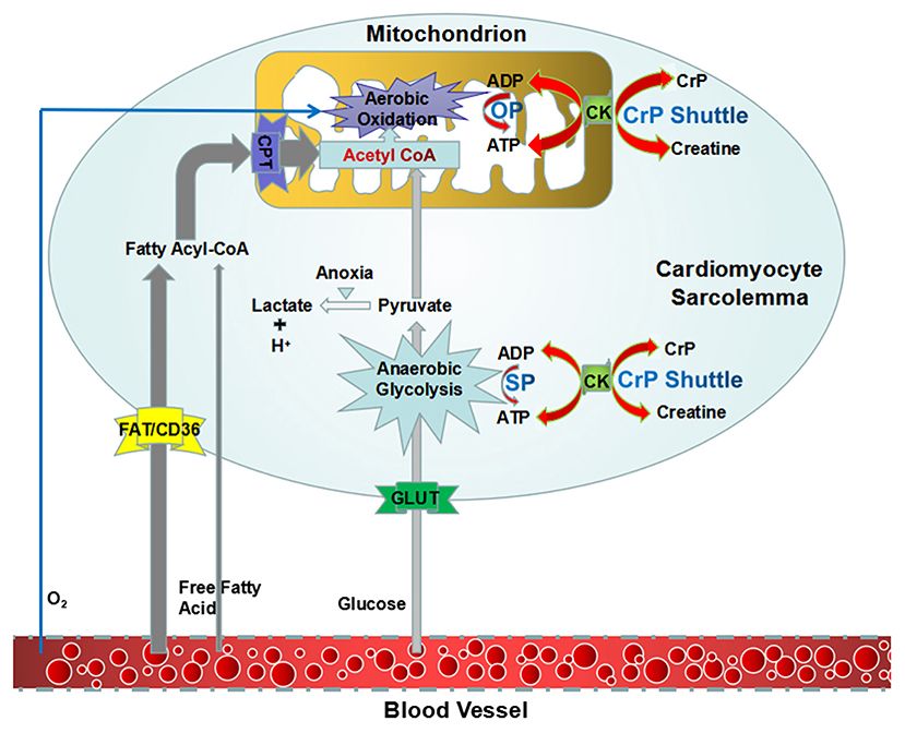 phosphocreatine function
