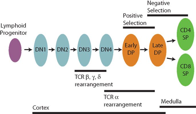 negative selection and positive selection