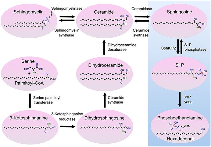 sphingosine composition