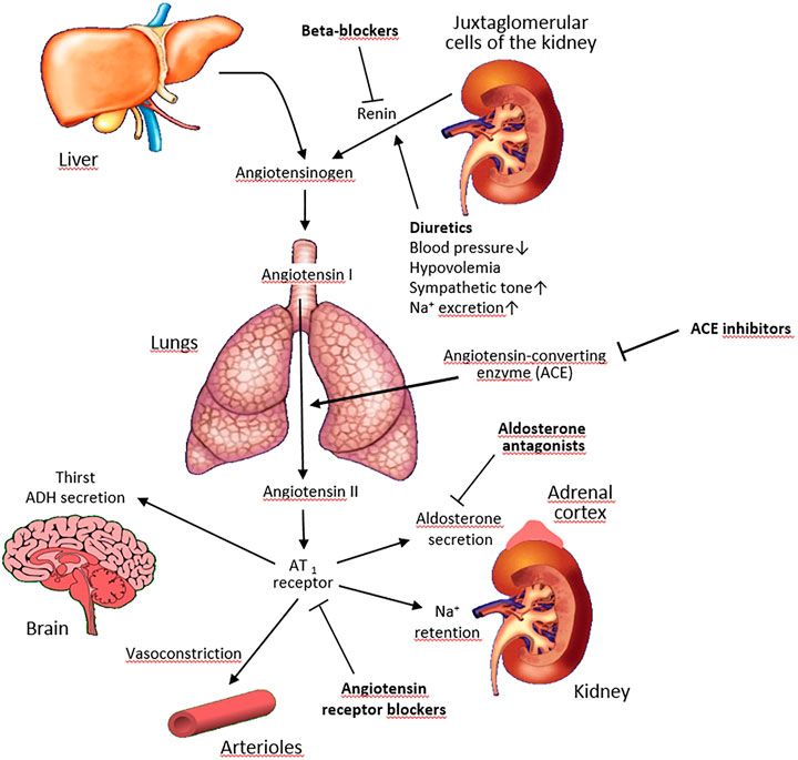 aldosterone test