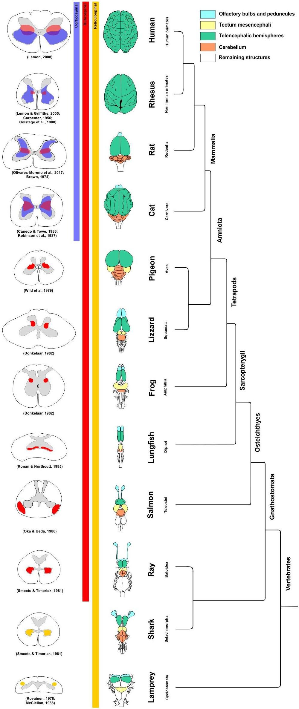 rubrospinal tract function