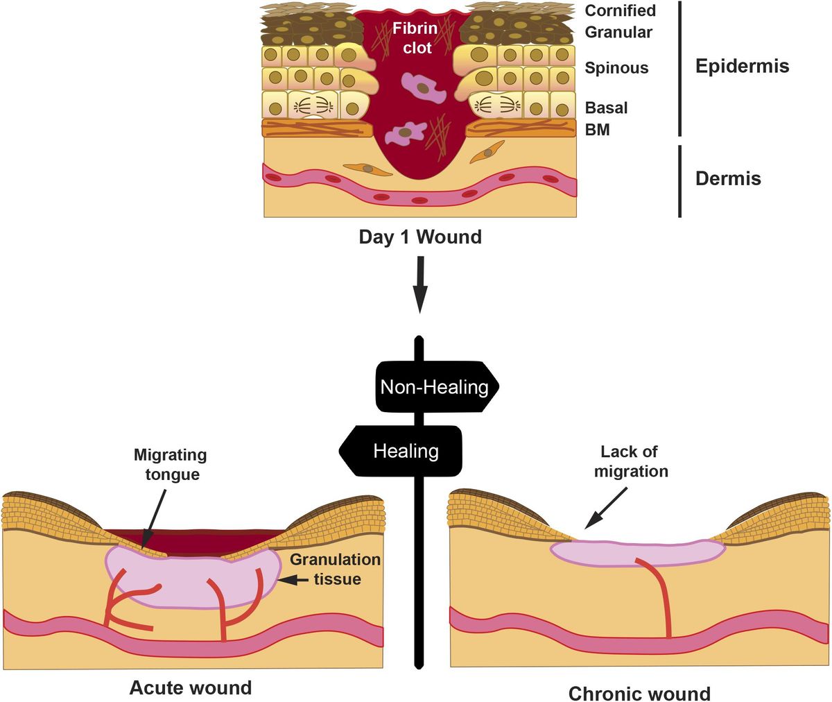 fibrin wound base