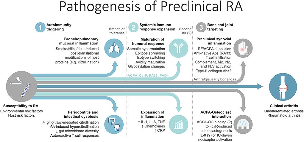 pathophysiology ra