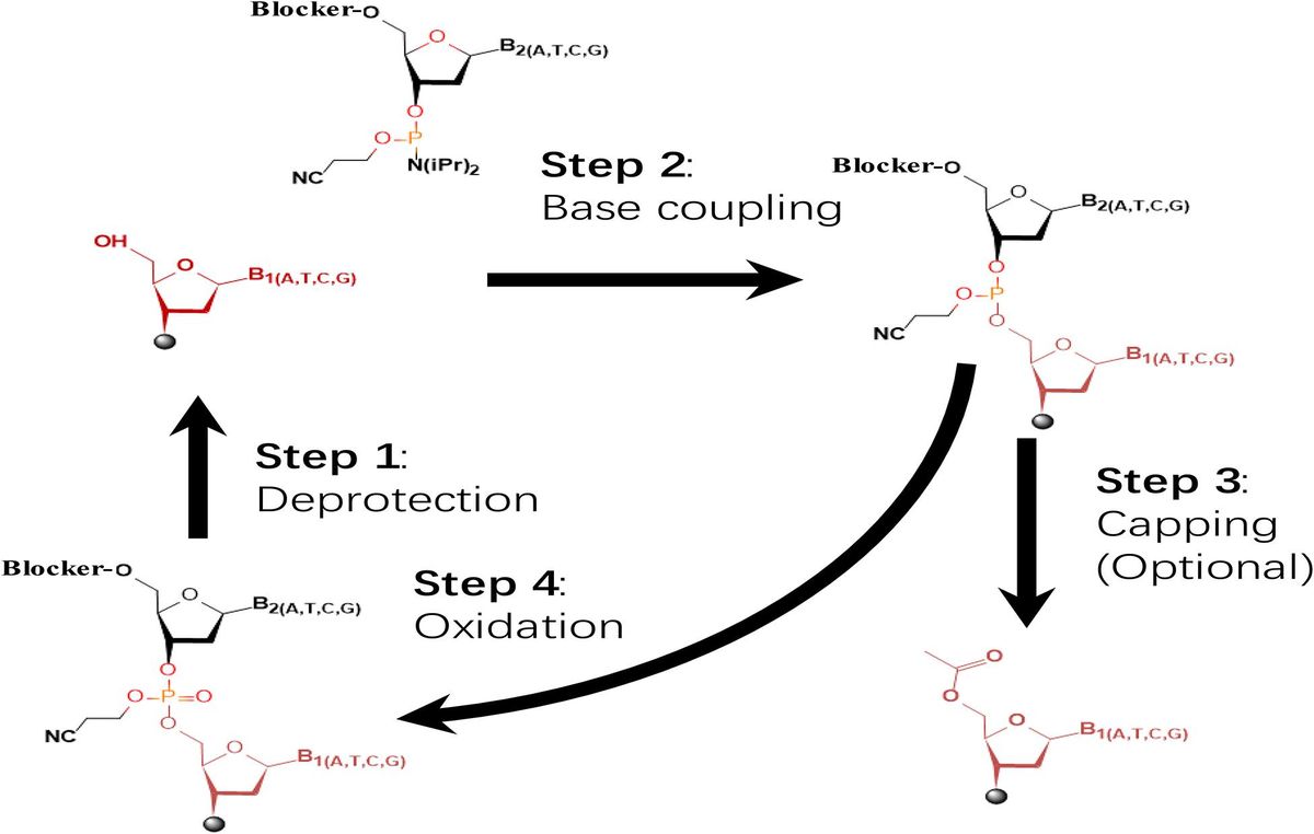 oligonucleotide synthesis protocol