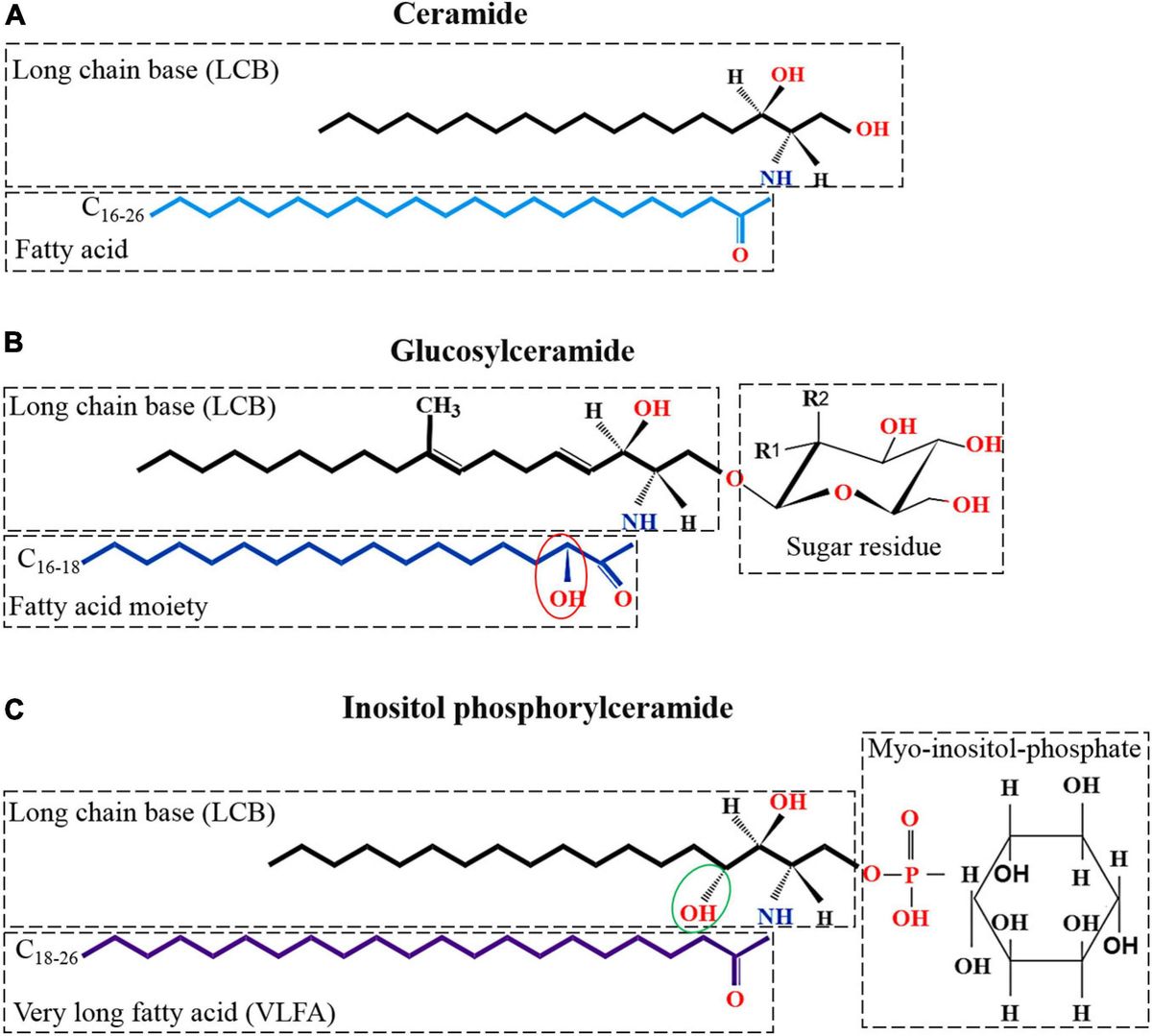 glycosphingolipids ceramide