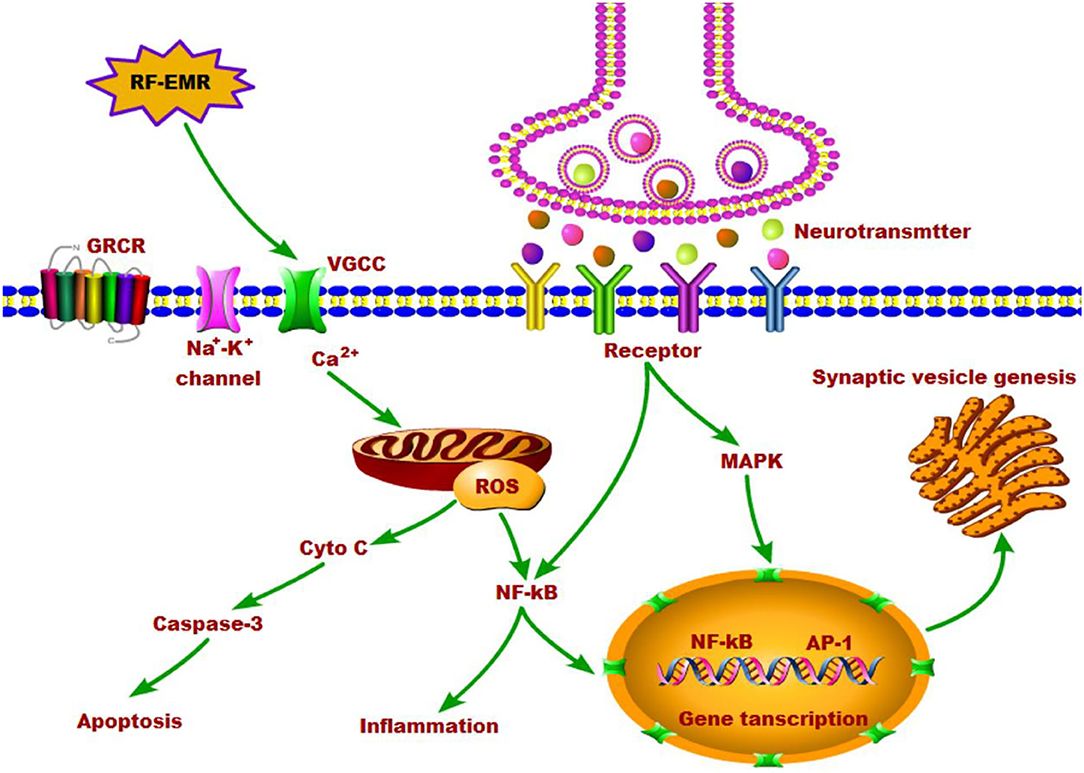 em radiation effects