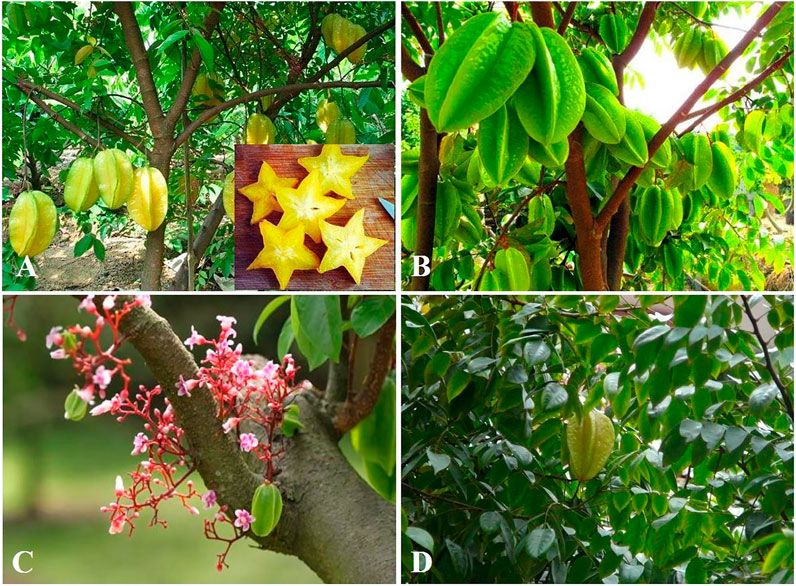 starfruit tree name