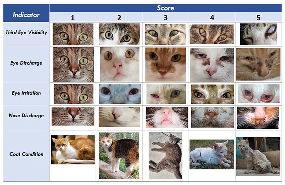 cat profile evaluation