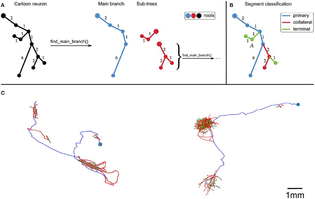 axon collateral branch