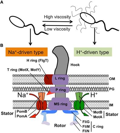 vibrio cholerae cell structure
