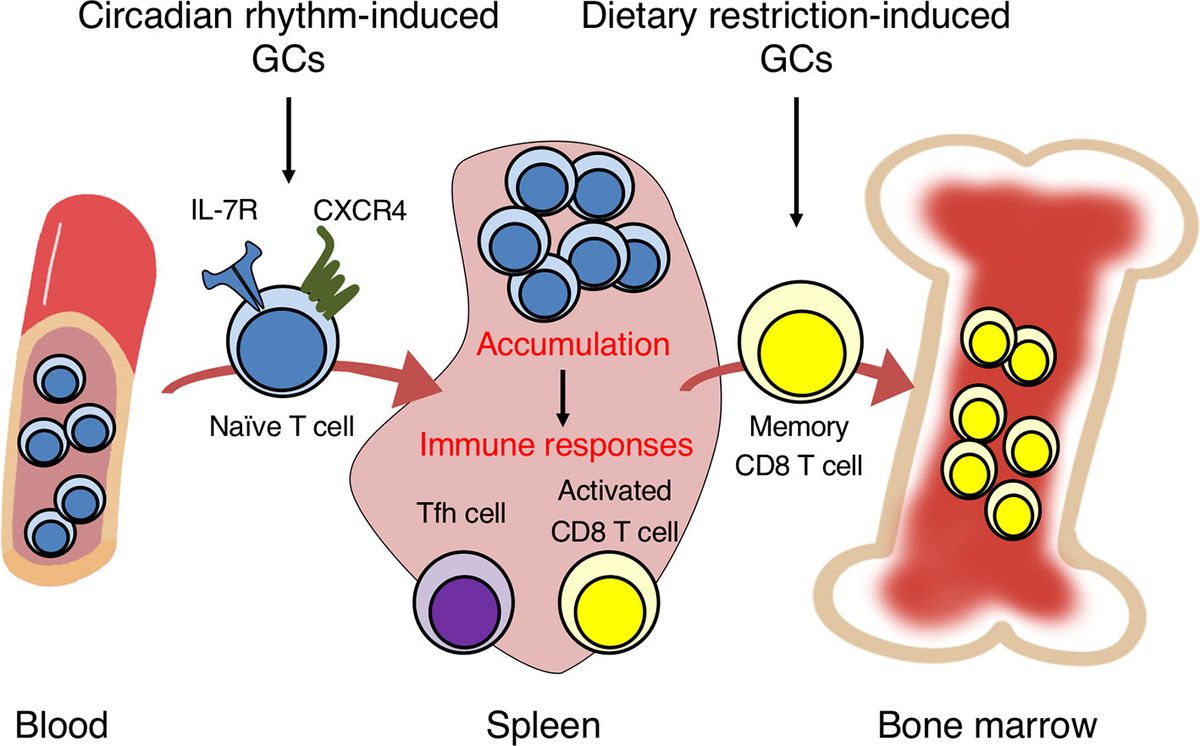 glucocorticoids function in inflammation