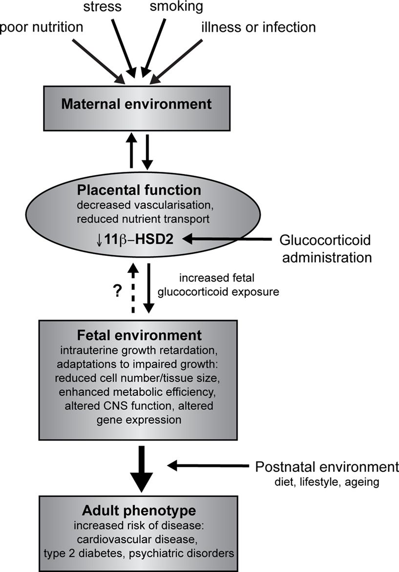 glucocorticoids function in stress