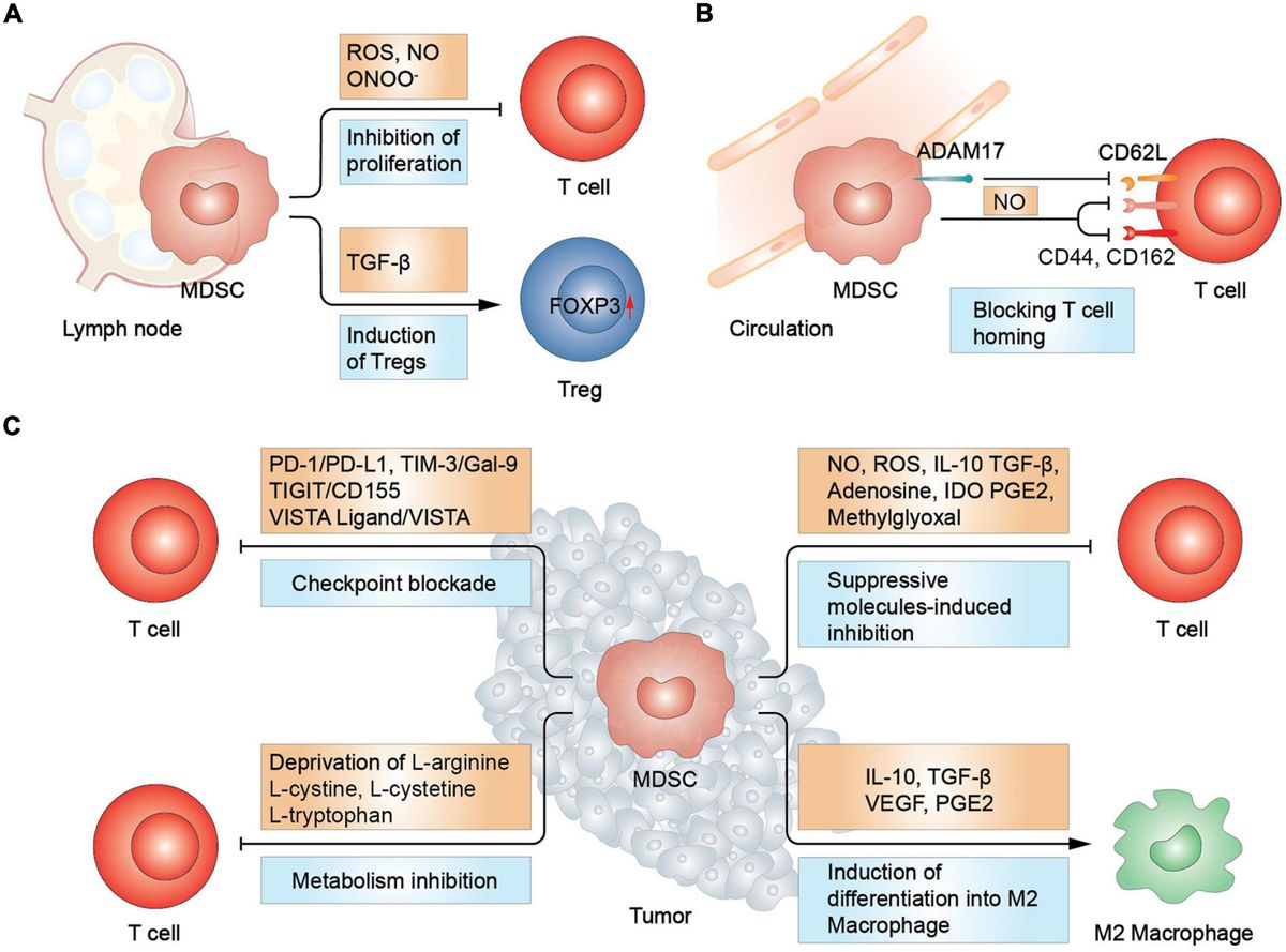 suppressor t cells