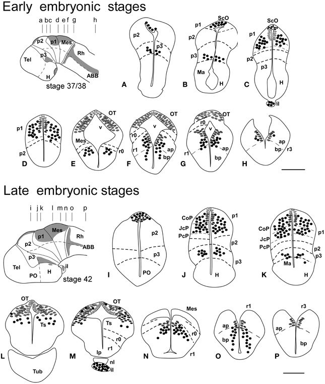 xenopus embryonic development