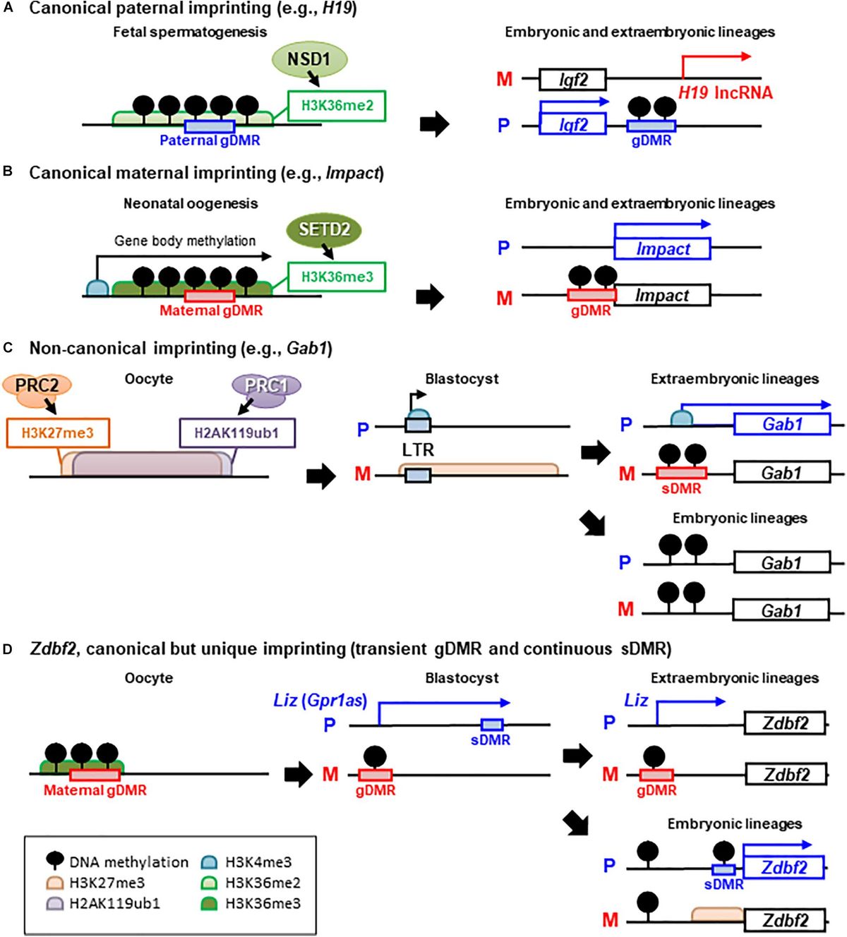 genomic imprinting notes