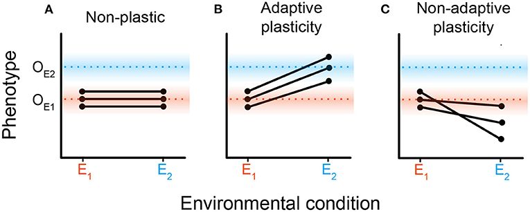 phenotypic plasticity