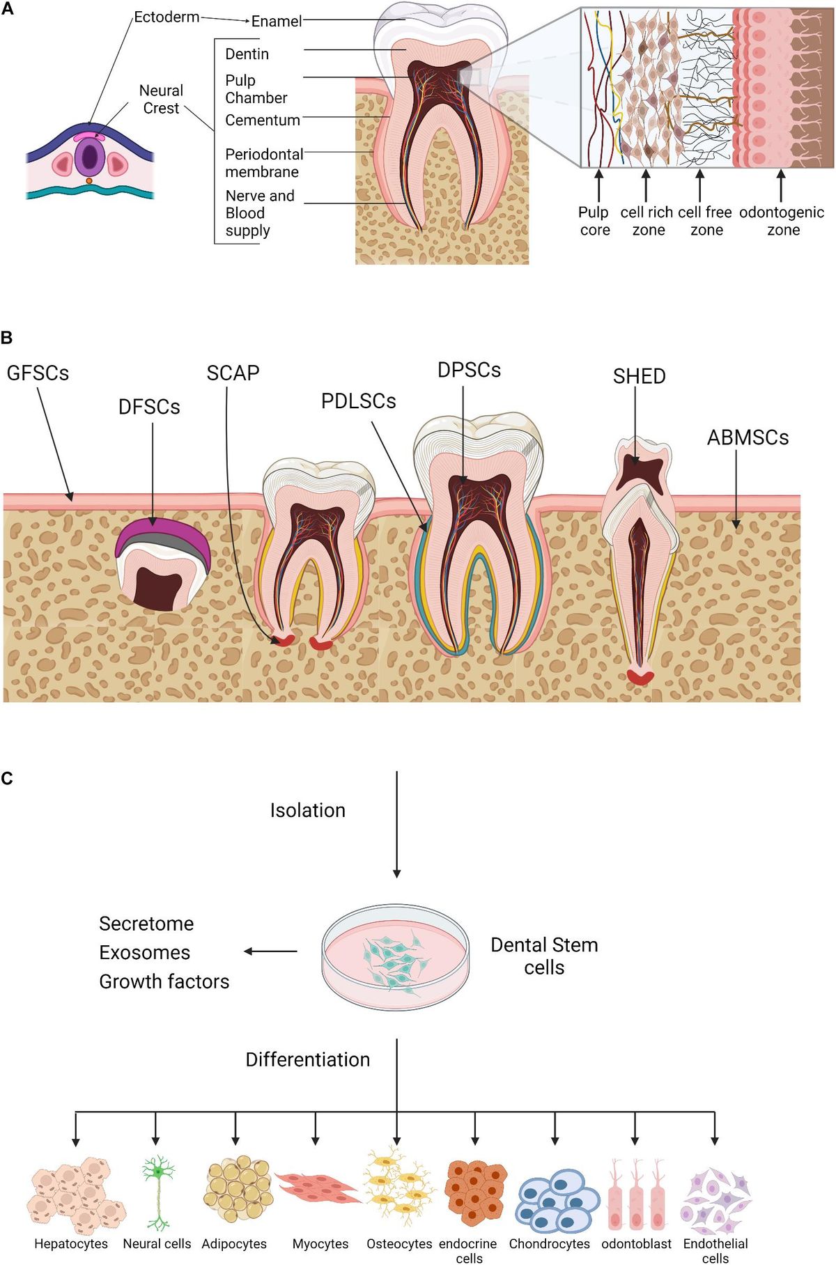 tooth pulp function