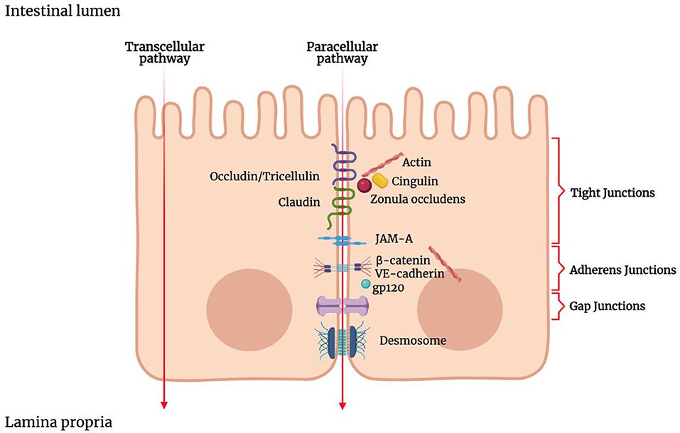 epithelial tight junctions
