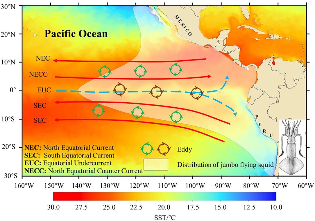 humboldt squid range