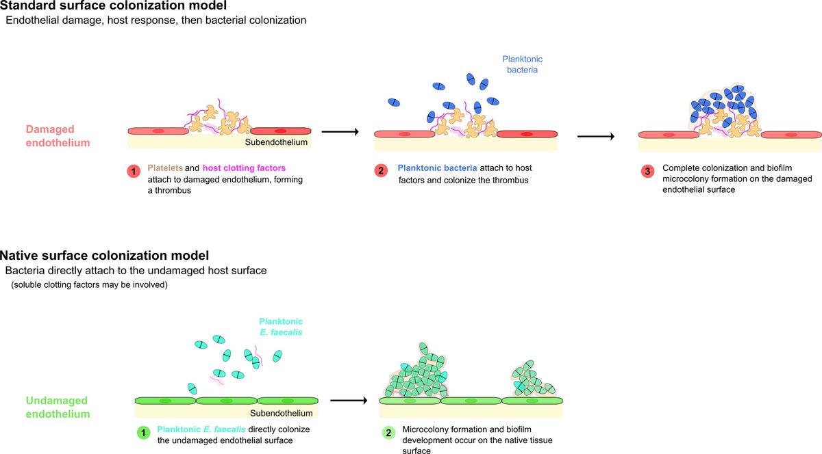 enterococcus faecalis commensal