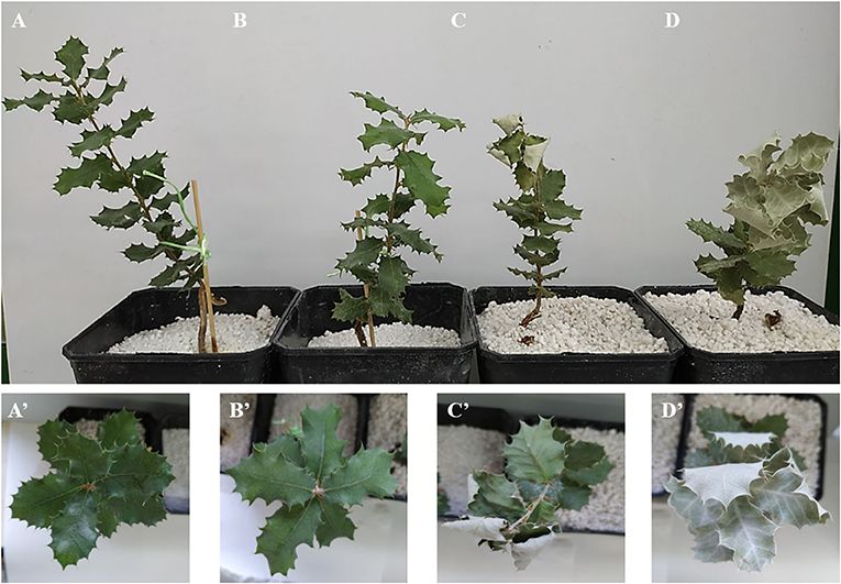 michael ribeiro oaks