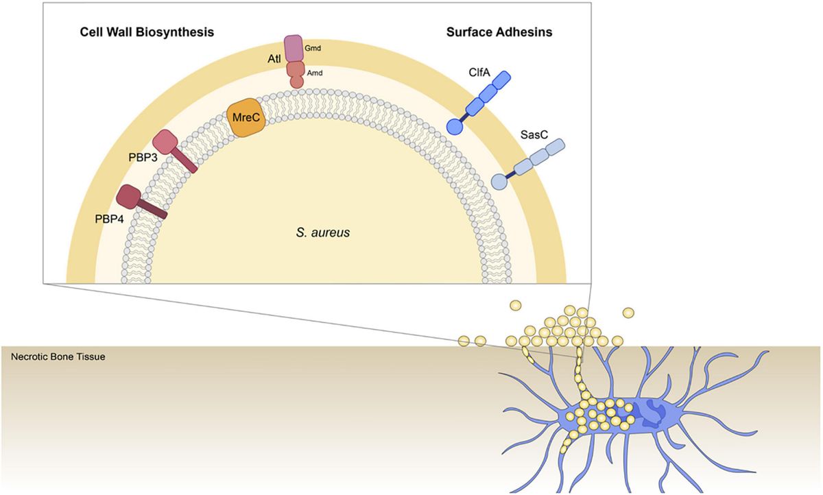 mrsa bacteria structure