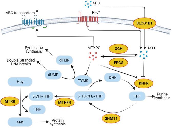 methotrexate action pathway
