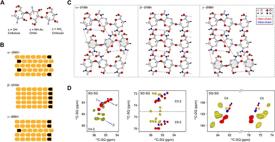 chitin structure monomer