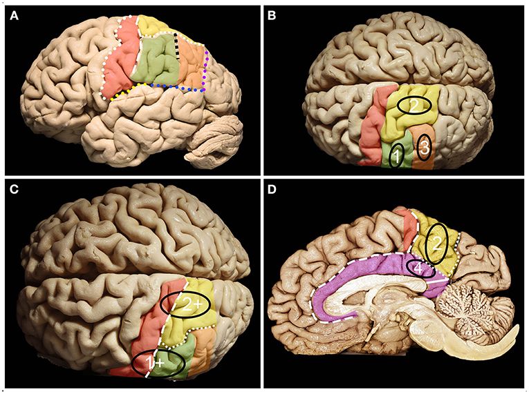 sub parietal lobe