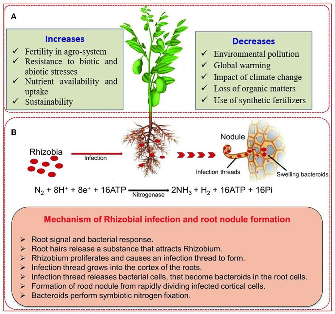rhizobia inoculation