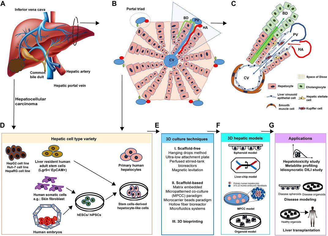 hepatocytes adaptations