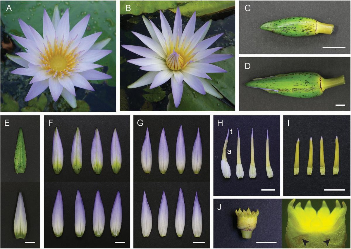nymphaeaceae examples