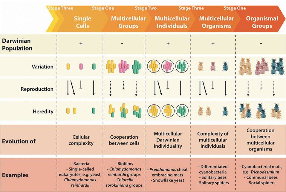 multicellularity