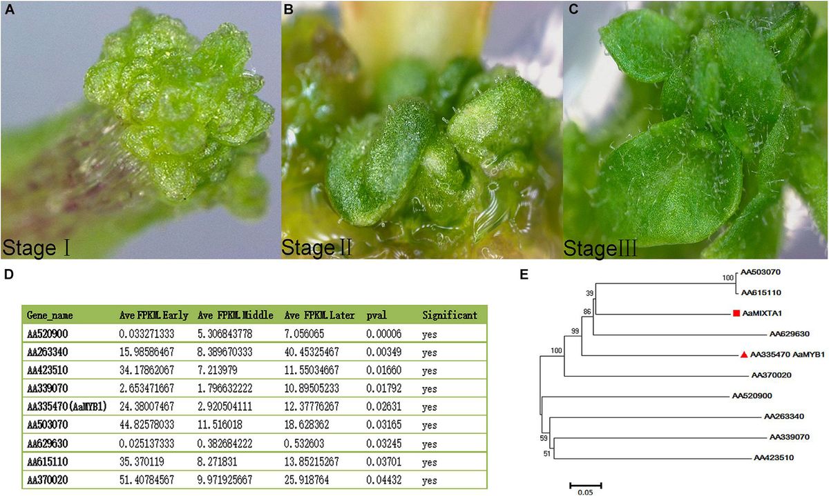 plant trichomes function