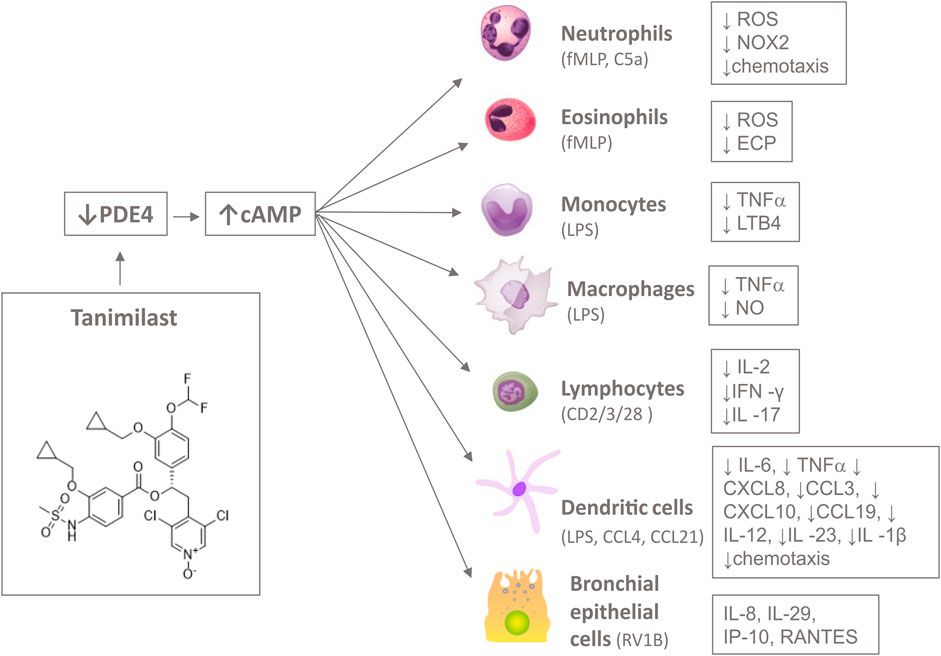 daliresp indications