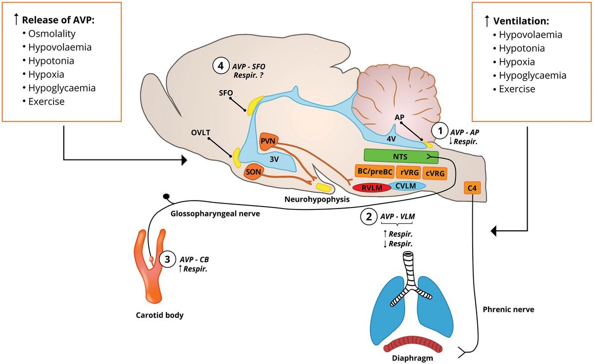 vasopressin function