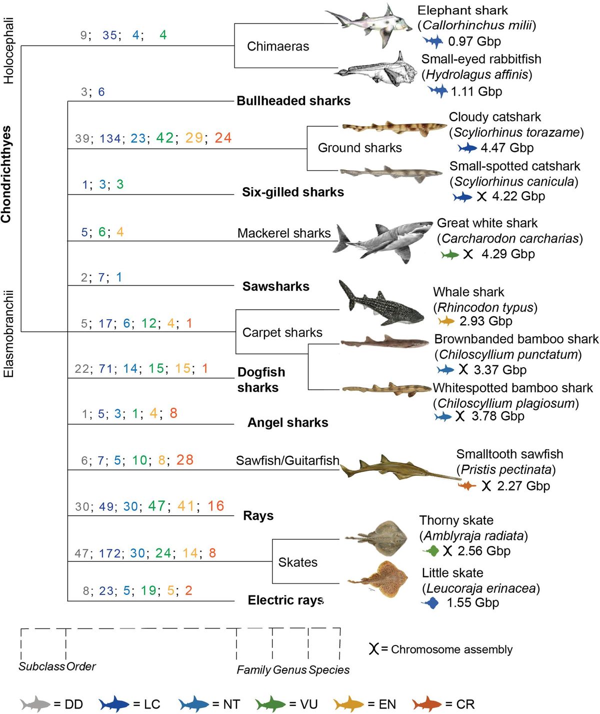 shark evolution tree