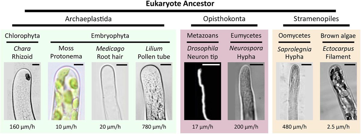 brown algae cell wall material