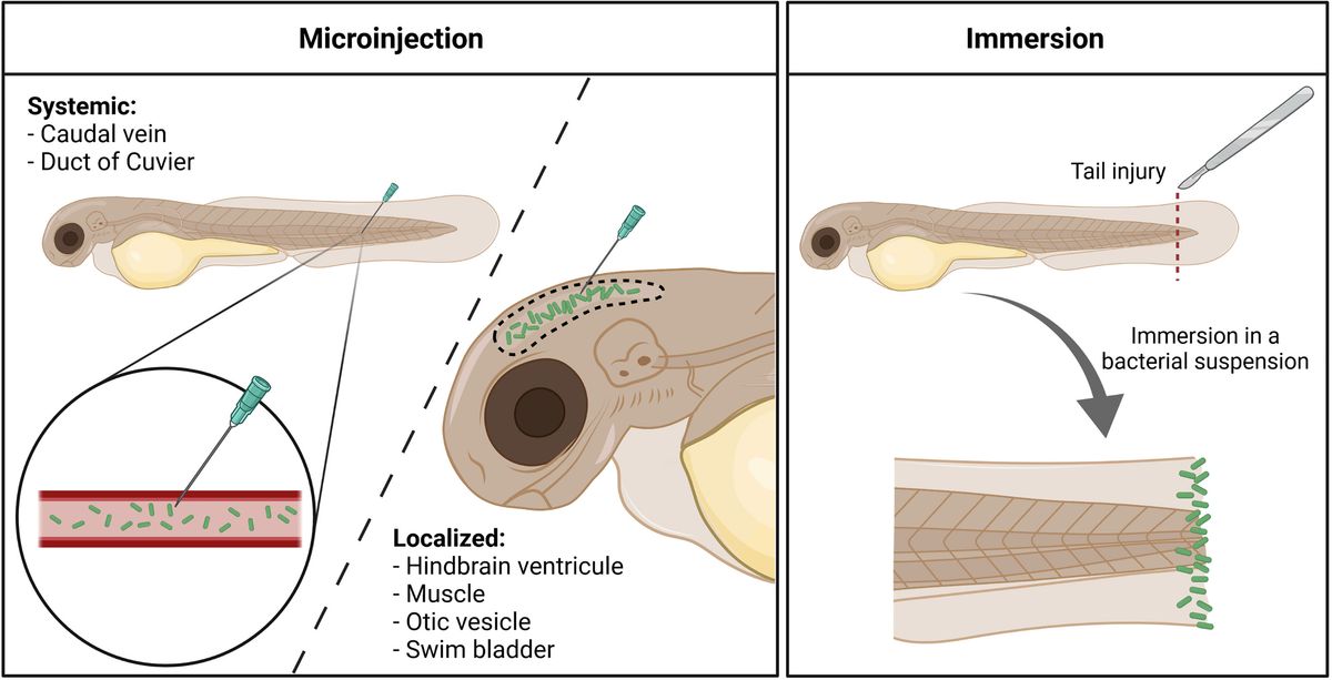 zebrafish injection