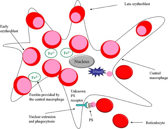 phagocyte structure and function