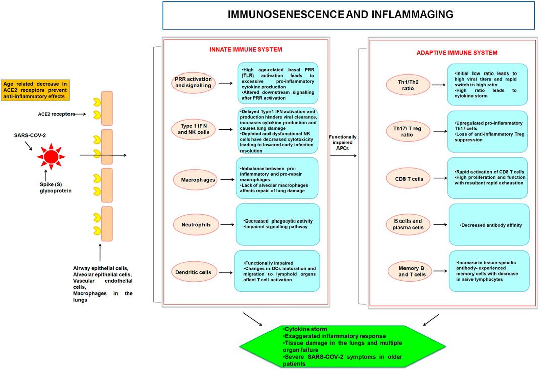 does plasma affect immune system