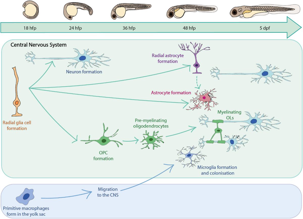glial cells function in cns