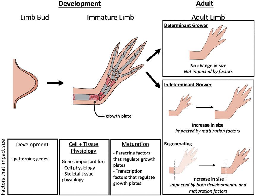 lab grown limbs