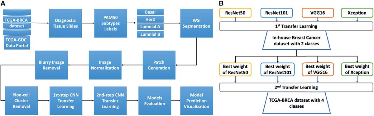 breast cancer dataset github