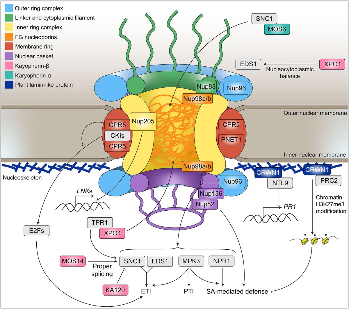 nuclear membrane function in plant cell