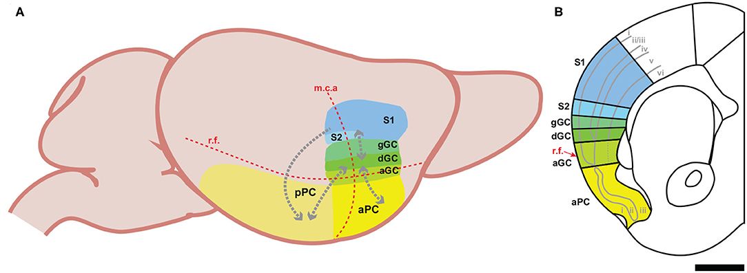 gustatory cortex insula