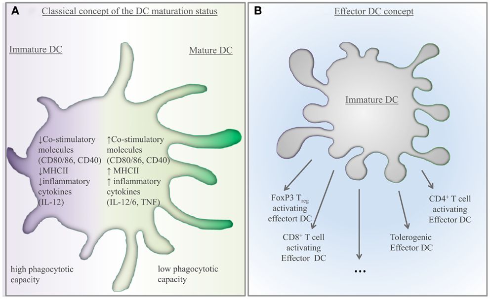dendritic cells antigen presentation
