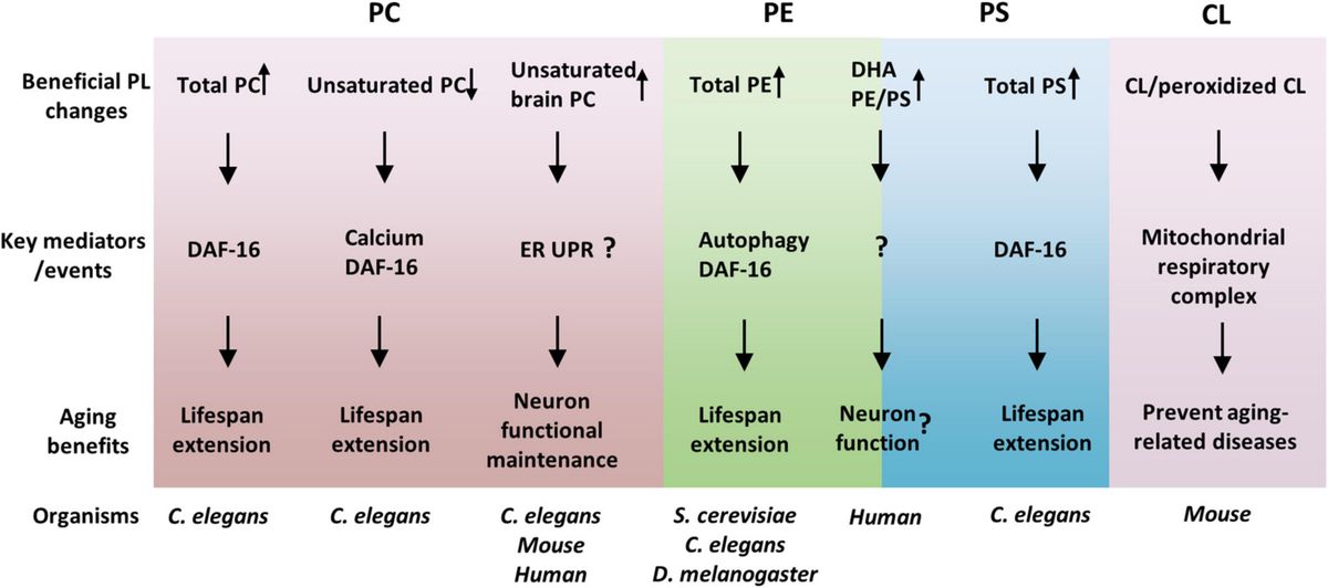 phosphatidylethanolamine function