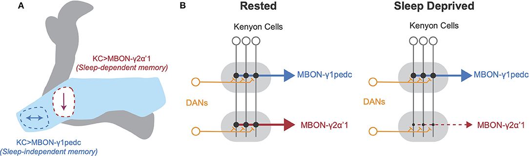 sleep dependent memory consolidation