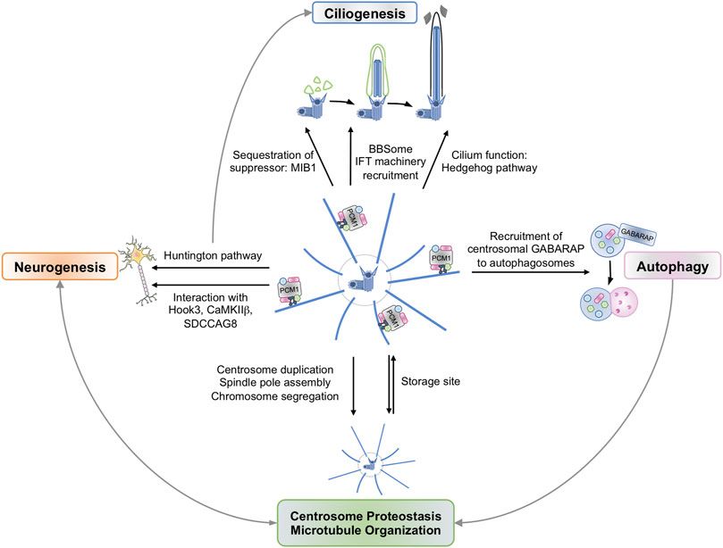 centrosome function simple